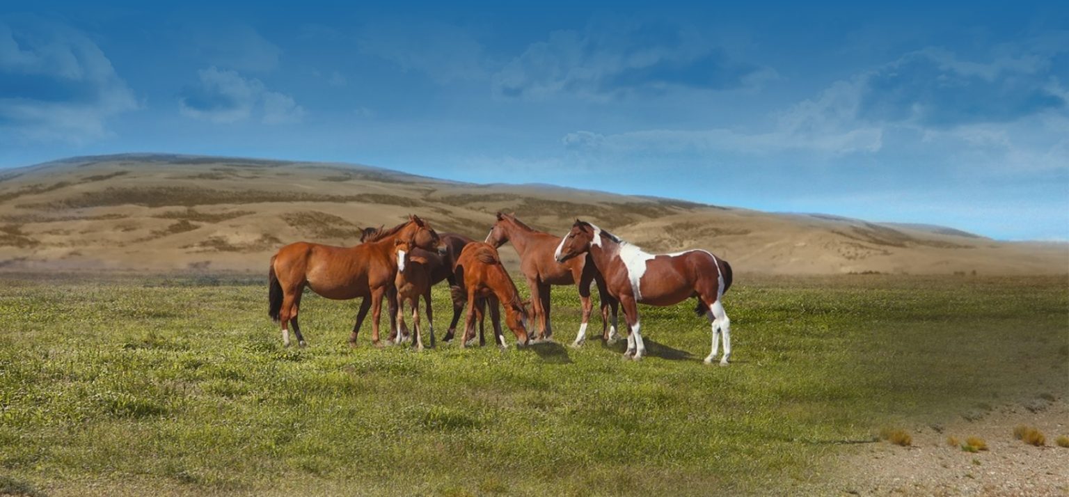 West Texas Land For Sale - Sunset Ranches
